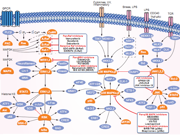 Selleck Inhibitors